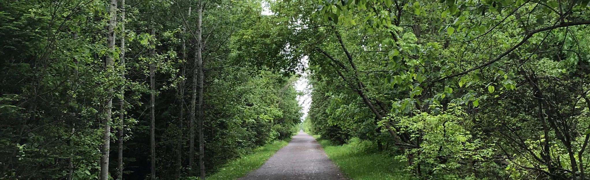 Forest Walk Loop, Ontario, Canada - 63 Reviews, Map | AllTrails