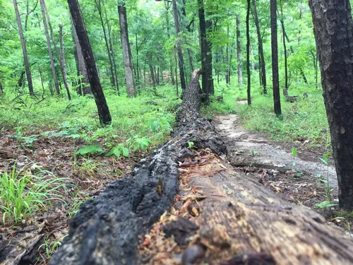 Best Hikes and Trails in Tyler State Park | AllTrails