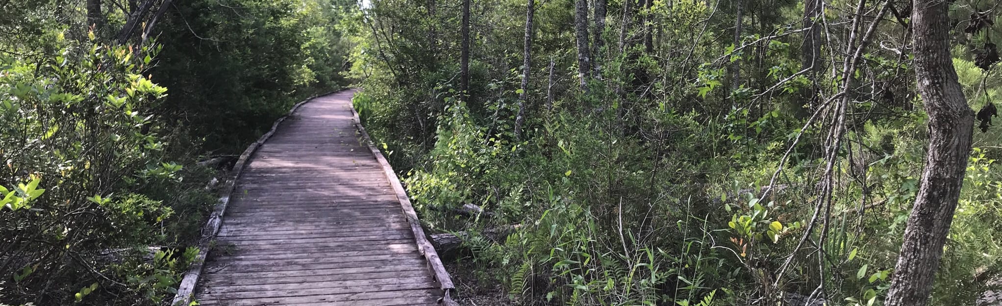 Sandy Ridge Wildlife Trail, North Carolina - 104 Reviews, Map | AllTrails