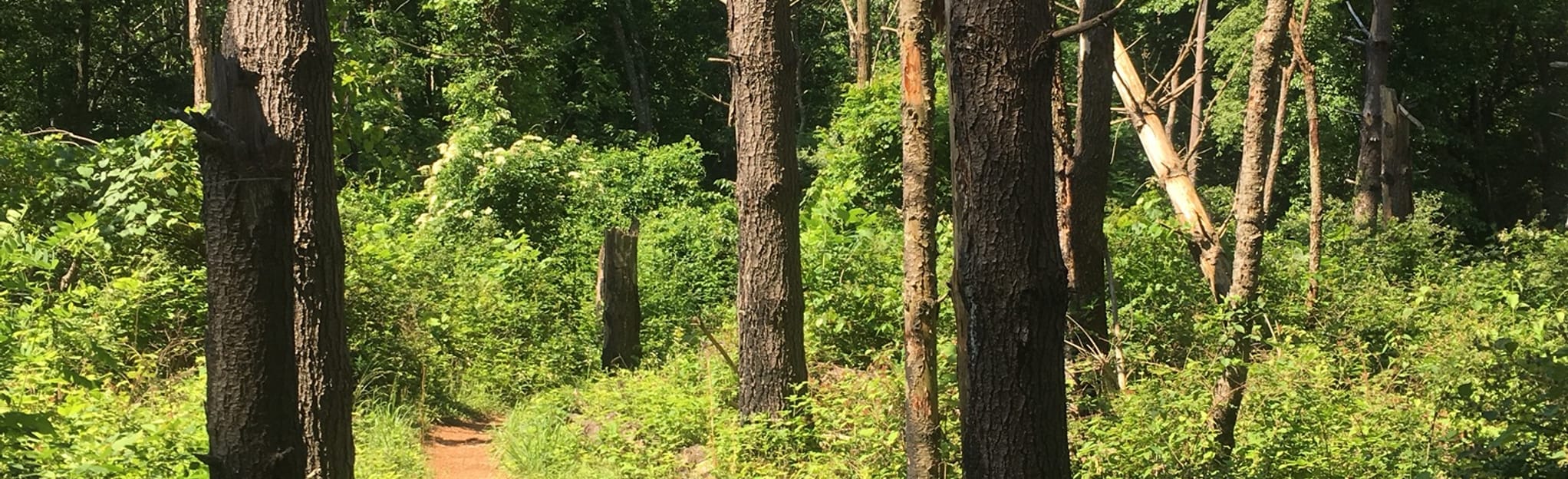 Seneca Ridge Trail | Map, Guide - Maryland | AllTrails