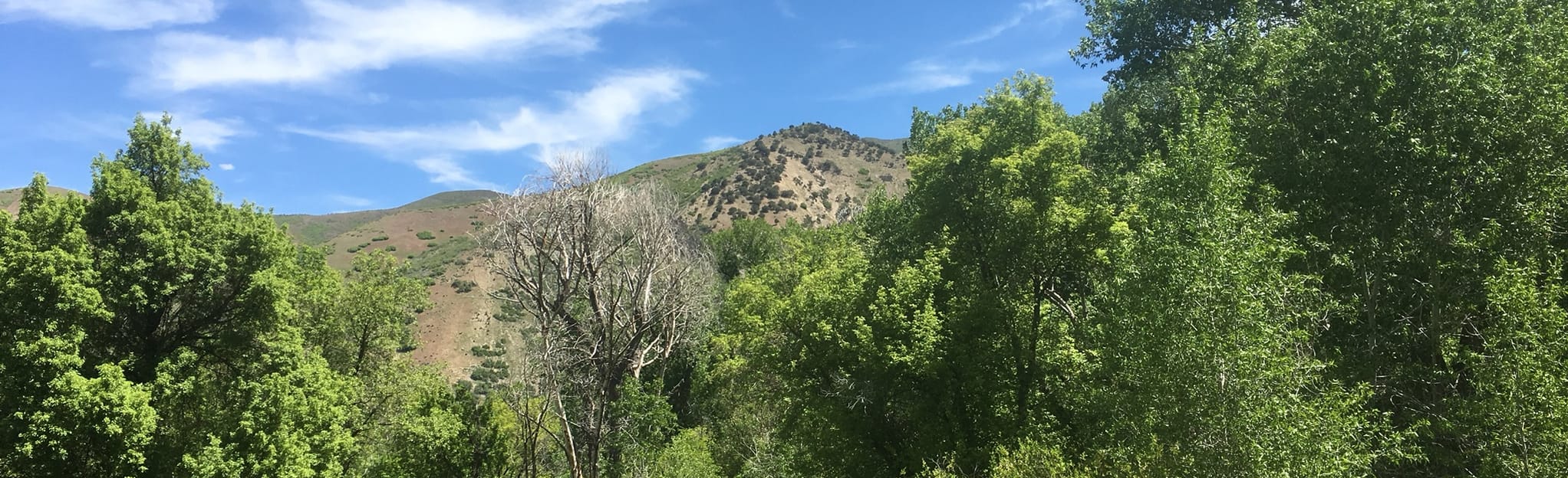 Big Springs Hollow Loop, Utah - 535 Reviews, Map | AllTrails