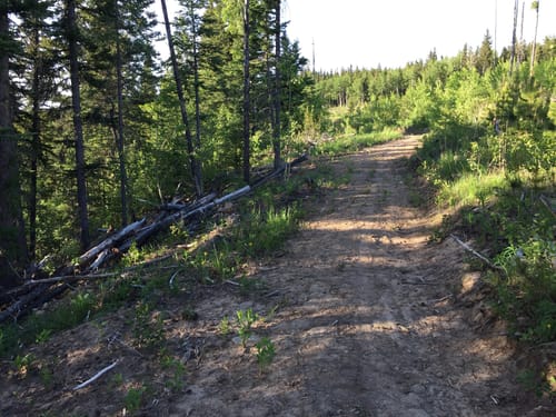 Best 10 Hikes and Trails in Sibbald Lake Provincial Recreation Area ...