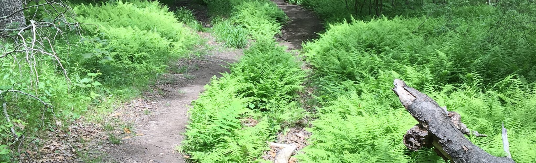 New Trail and Holliston Highway Loop, Massachusetts - 162 Reviews, Map ...