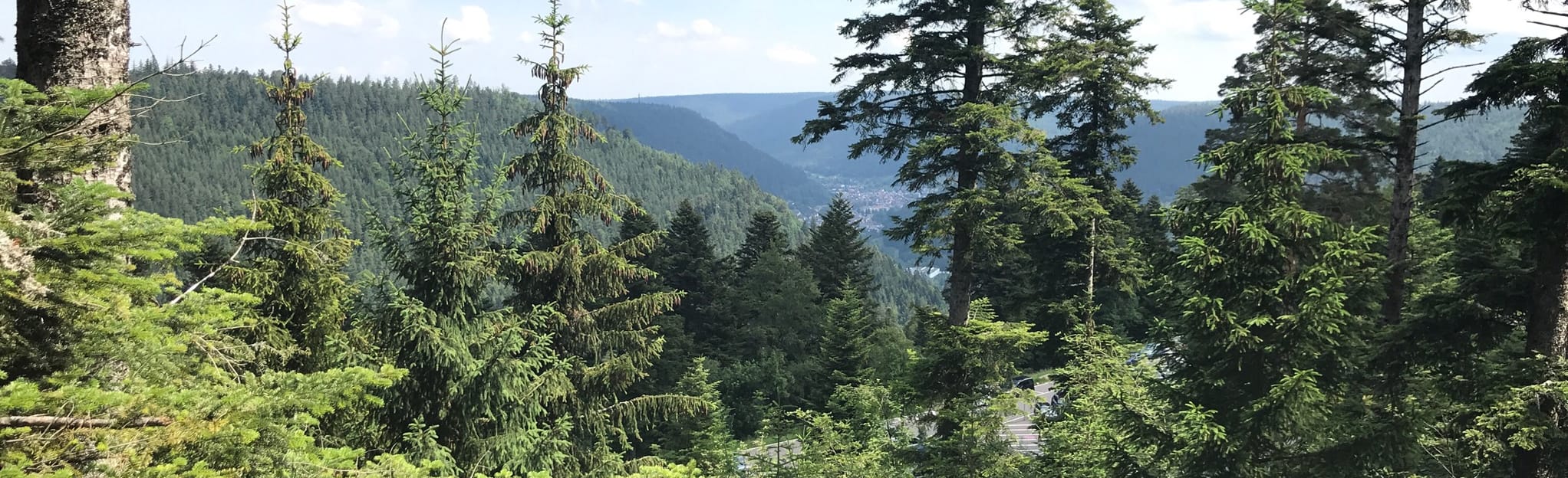 Sentier Cime des Arbres Forêt Noire, 64 Photos - Baden-Württemberg ...