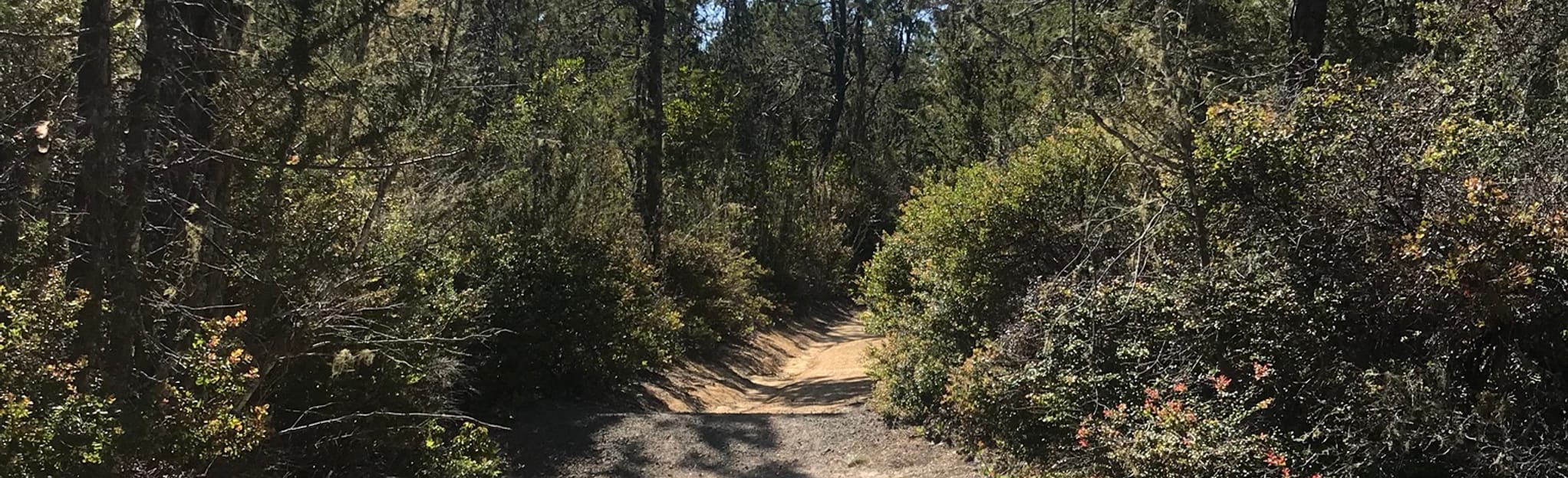 Pygmy Forest Trail: 232 Reviews, Map - California | AllTrails
