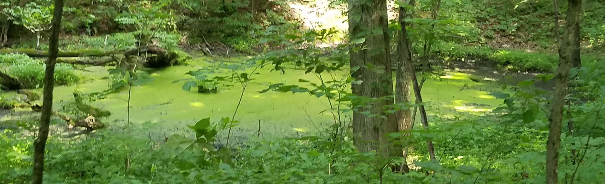 Bear Branch Nature Loop: 40 Reviews, Map - Illinois | AllTrails