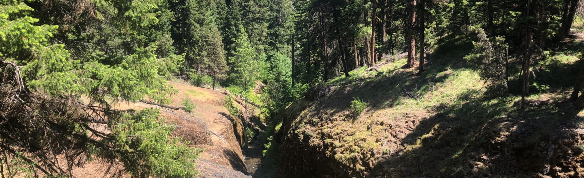 Boulder Cave Trail, Washington - 177 Reviews, Map | AllTrails