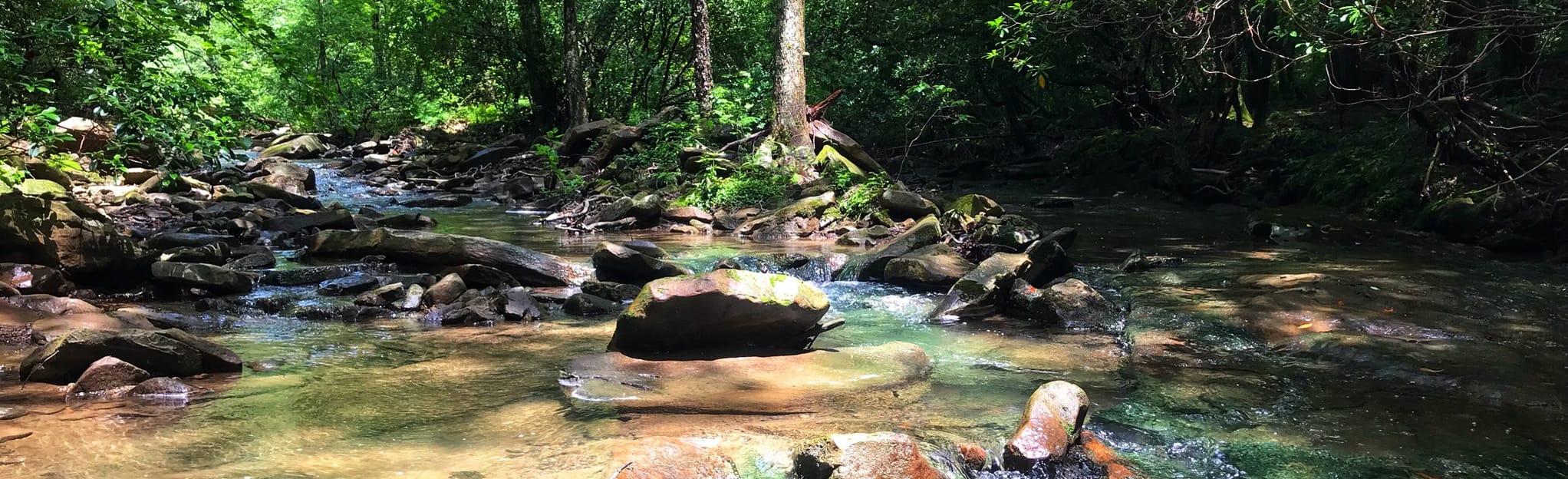 AllTrails | Big Soddy Gulf to Boardcamp Creek Campsite: 114 Reviews ...