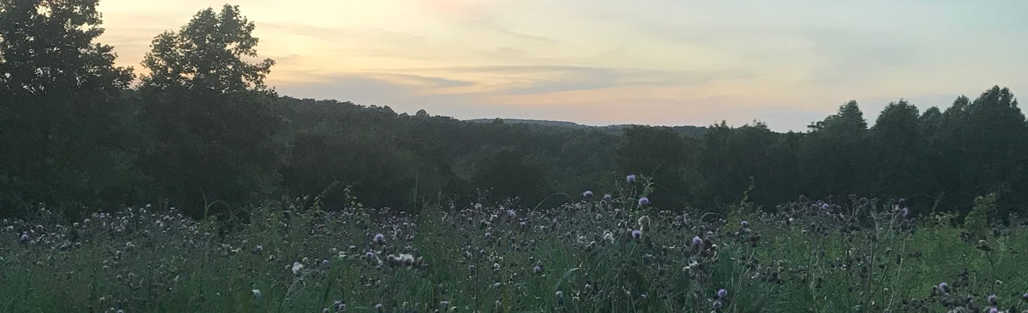 Binky Lee Preserve Red and Yellow Trail Loops: 5 Reviews, Map ...