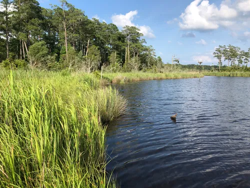 Best Hikes and Trails in Goose Creek State Park | AllTrails