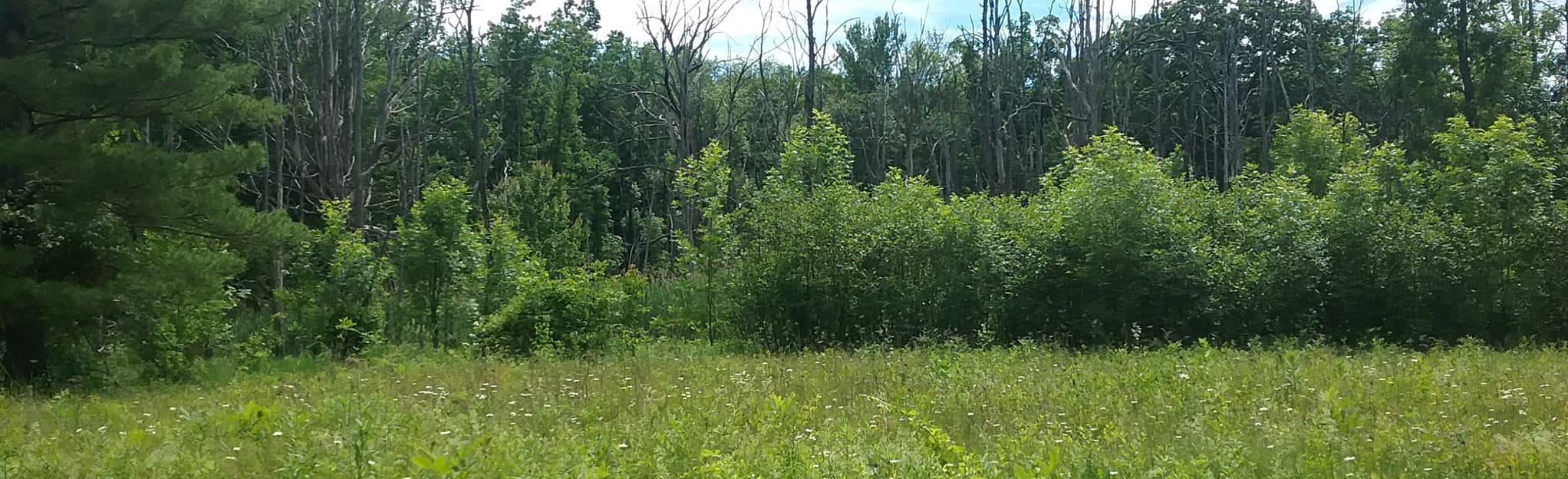 Woodcock Blue Trail - New York | AllTrails