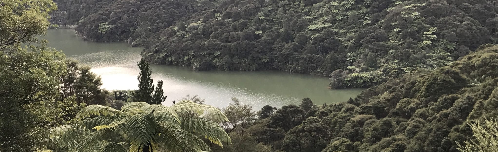 Pukapuka Track Loop, Auckland, New Zealand - 41 Reviews, Map | AllTrails