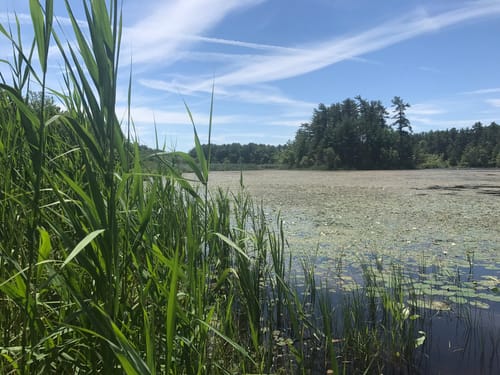 Best Hikes and Trails in Massasoit State Park | AllTrails