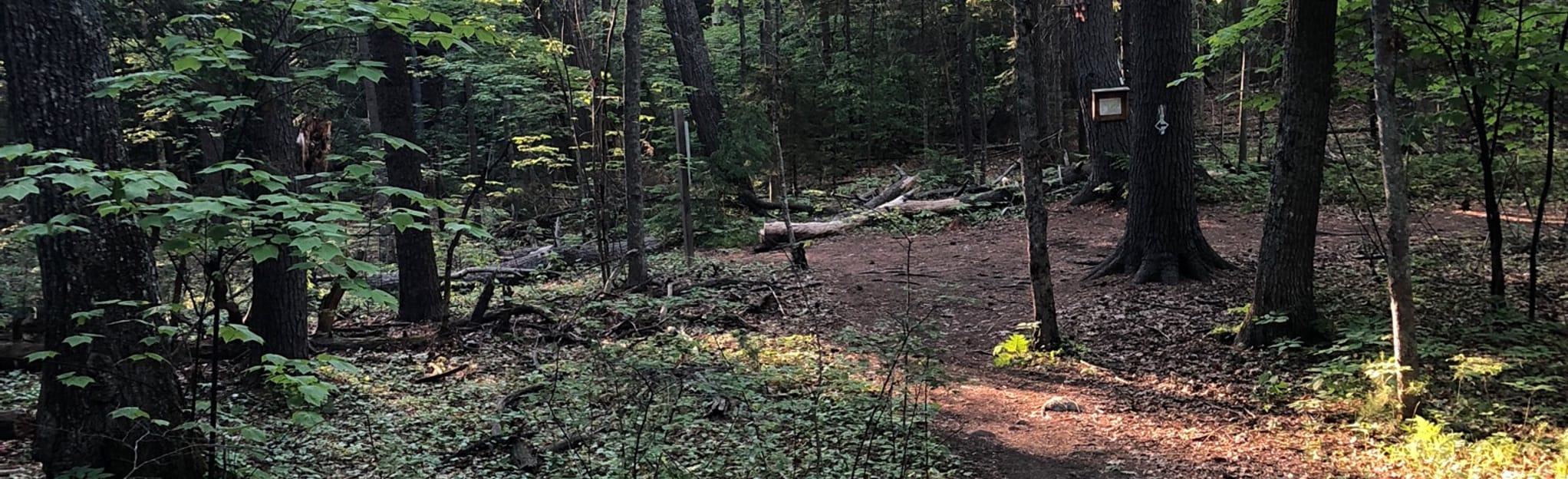 Stonegate Trail, Maine - 94 Reviews, Map | AllTrails