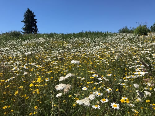 Best Hikes and Trails in Powell Butte Nature Park | AllTrails