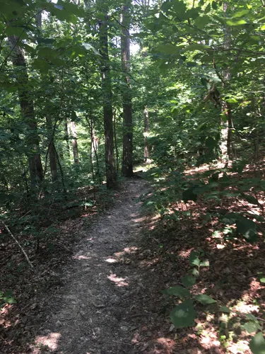 10 Best Hikes and Trails in Bernheim Arboretum and Research Forest ...