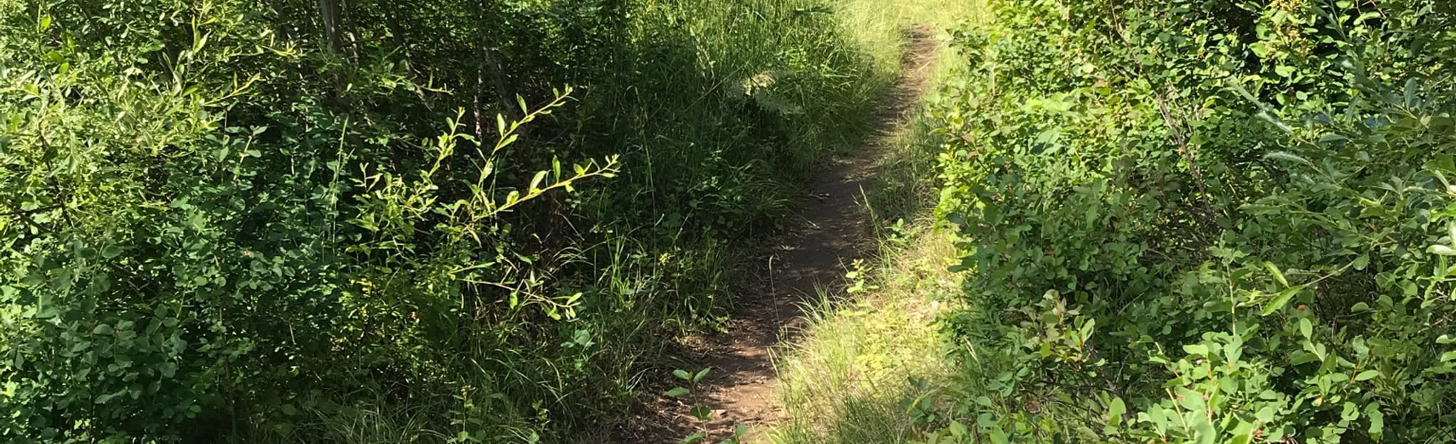 Mount Emily Recreation Area Loop: 246 foto - Oregon | AllTrails