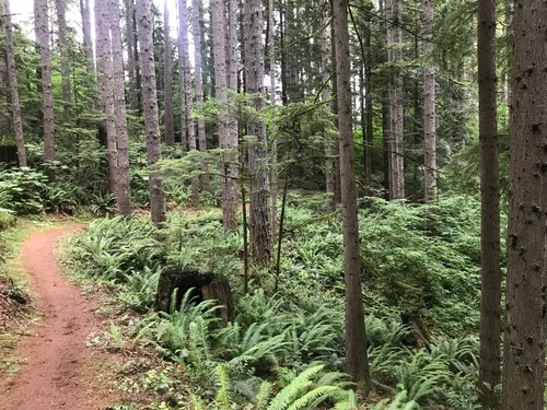 10 Best Hikes and Trails in Capitol State Forest | AllTrails