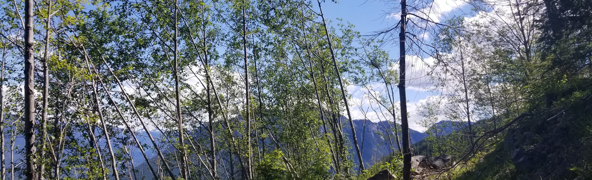 Olallie Trail, Washington - 119 Reviews, Map | AllTrails