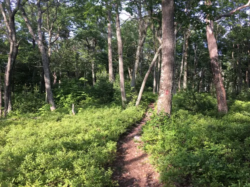 10 Best Trails and Hikes in State College | AllTrails