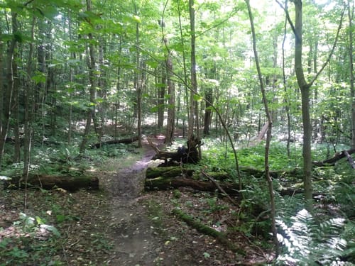 2023 Best Easy Trails in Forbes State Forest | AllTrails