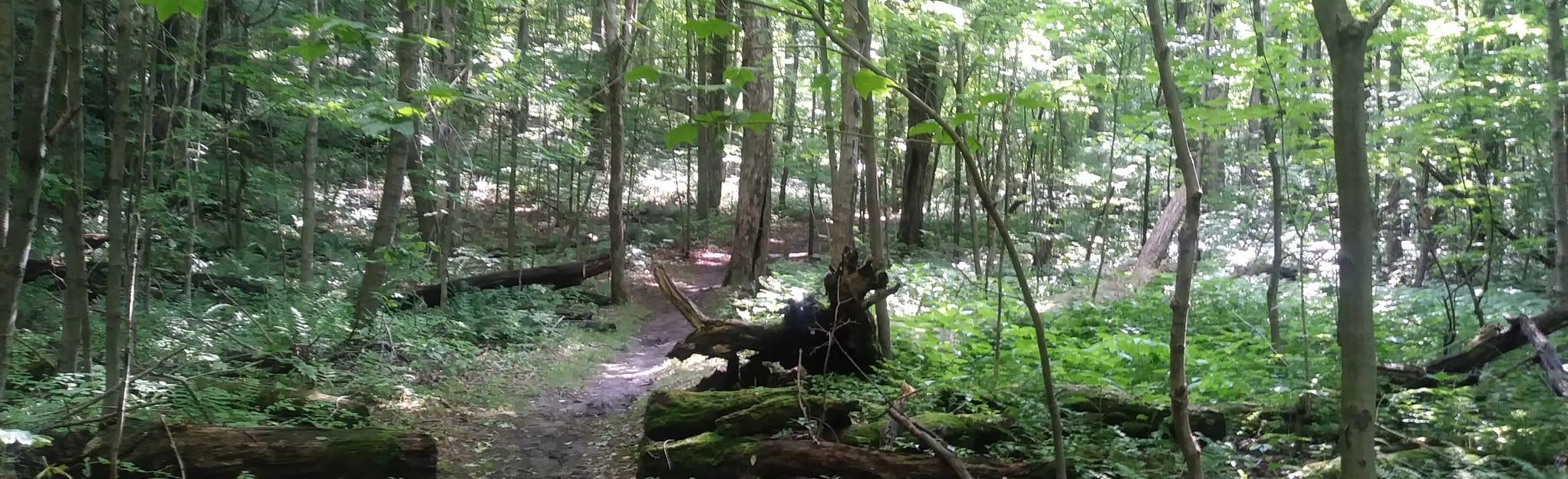 Fire Tower Road to Tunnel Road via Laurel Highlands Hiking Trail ...