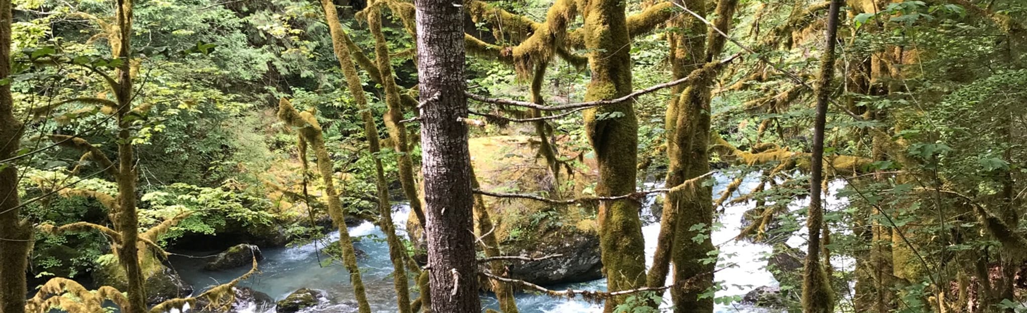 Dosewallips River Road Trail: 762 foto's - Washington | AllTrails