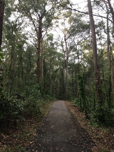 Best Hikes and Trails in Toohey Forest Park | AllTrails