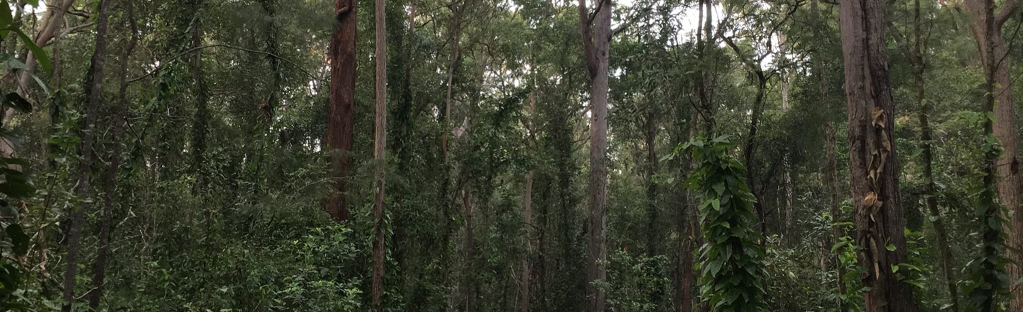 AllTrails | Toohey Ridge and Wilcocks Track: 194 Reviews, Map ...