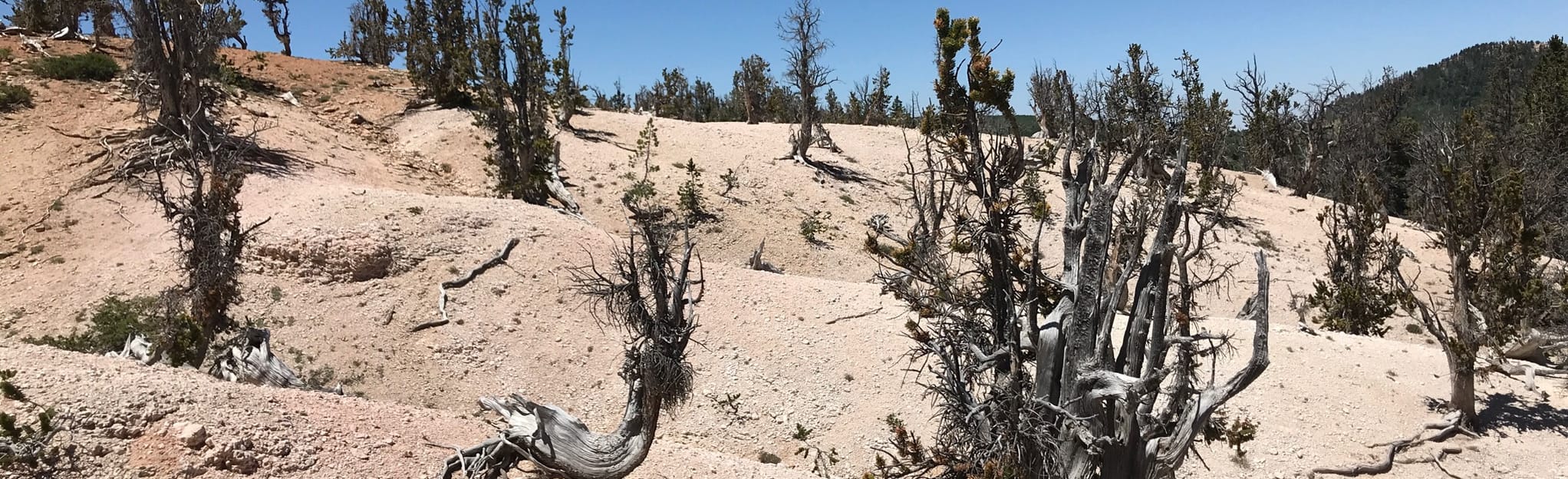 Twisted Forest: 107 Reviews, Map - Utah | AllTrails