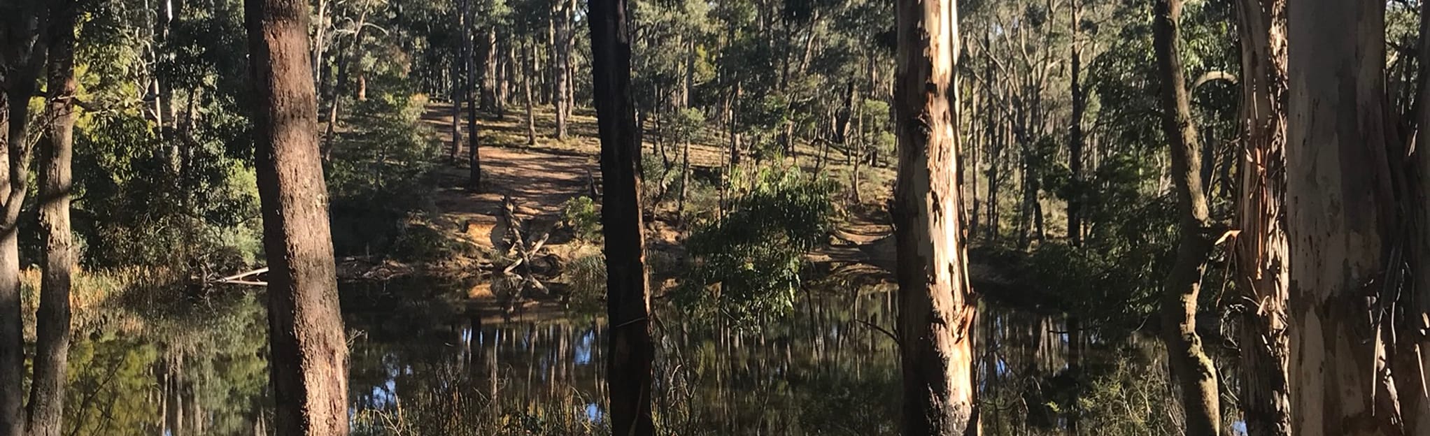 Blackwood Circuit Hike, Victoria, Australia - 24 Reviews, Map | AllTrails