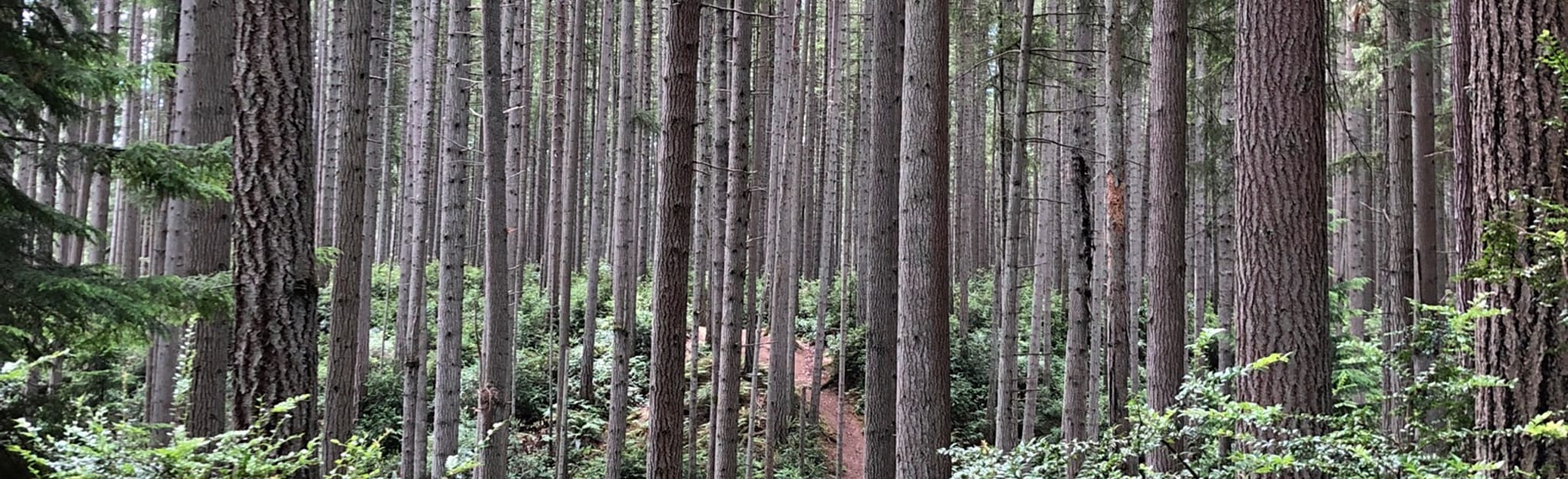 188th and Fir Hill Trail Loop, Washington - 77 Reviews, Map | AllTrails