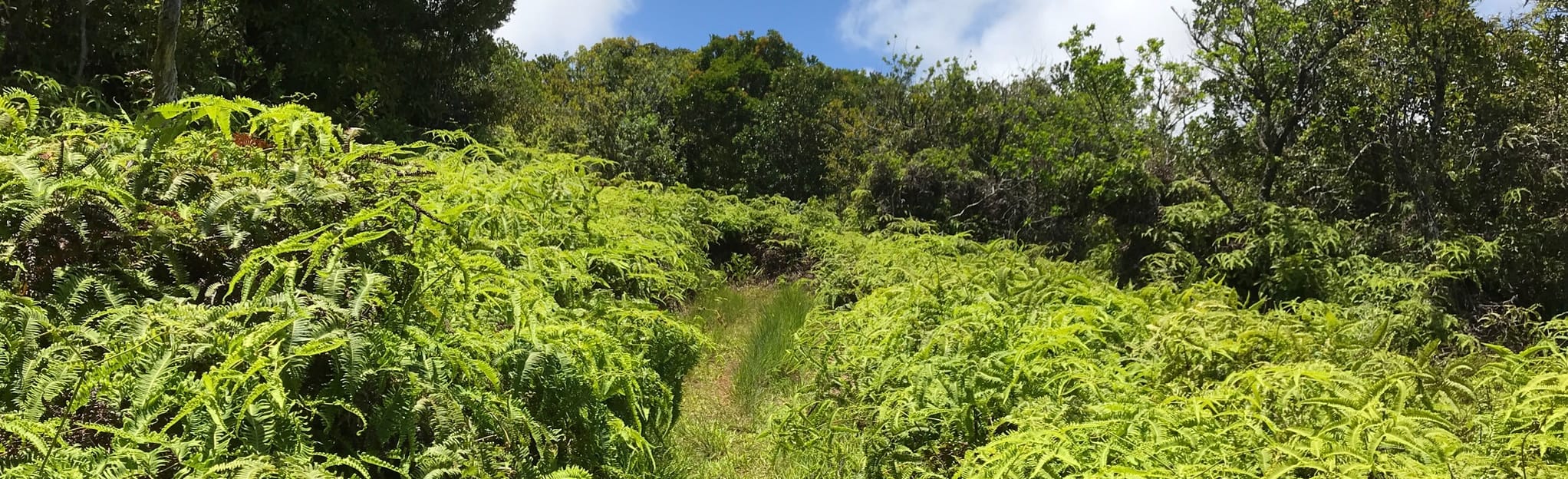 Mahana Ridge Trail: 1115 Reviews, Map - Maui, Hawaii | AllTrails