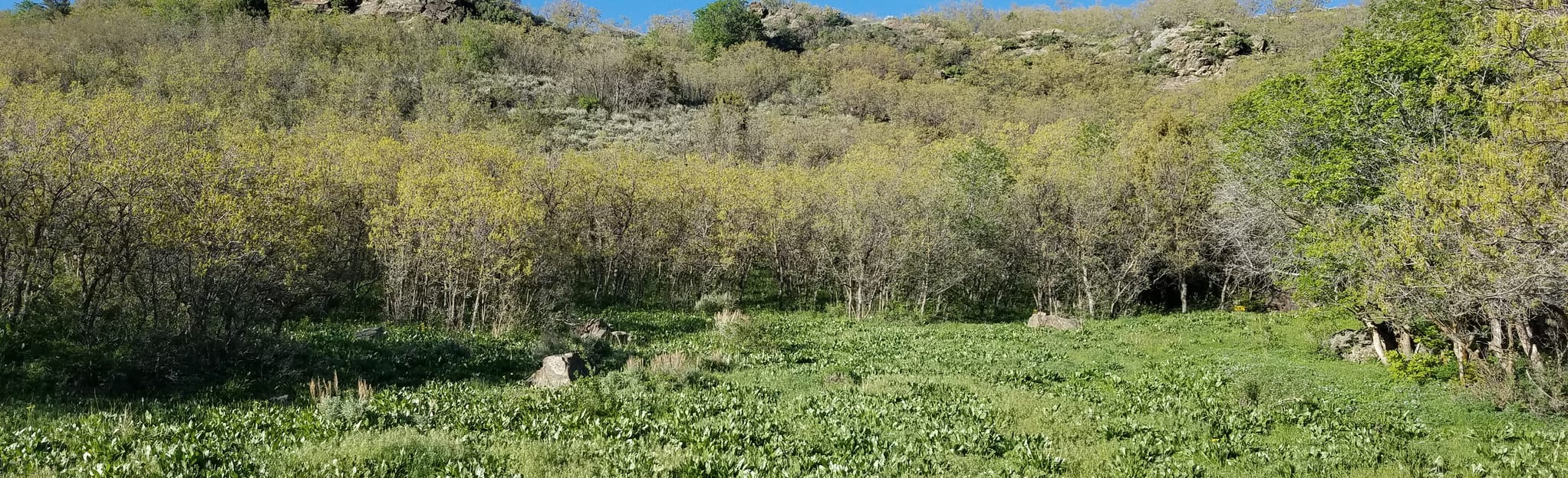 Ophir Canyon Campground Trail: 10 foto's - Utah | AllTrails