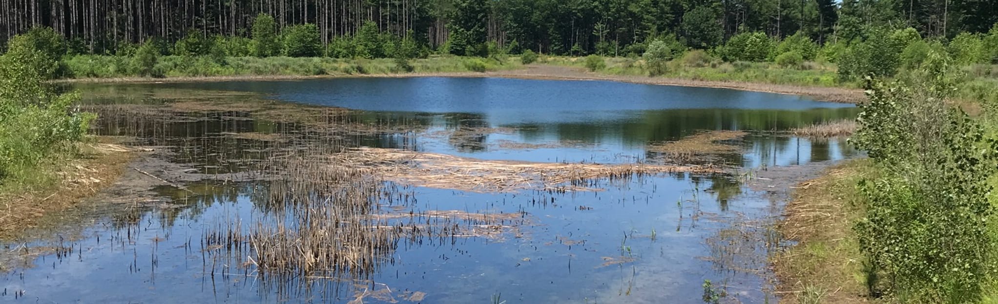 Riley Trails Loop: 800 Reviews, Map - Michigan | AllTrails