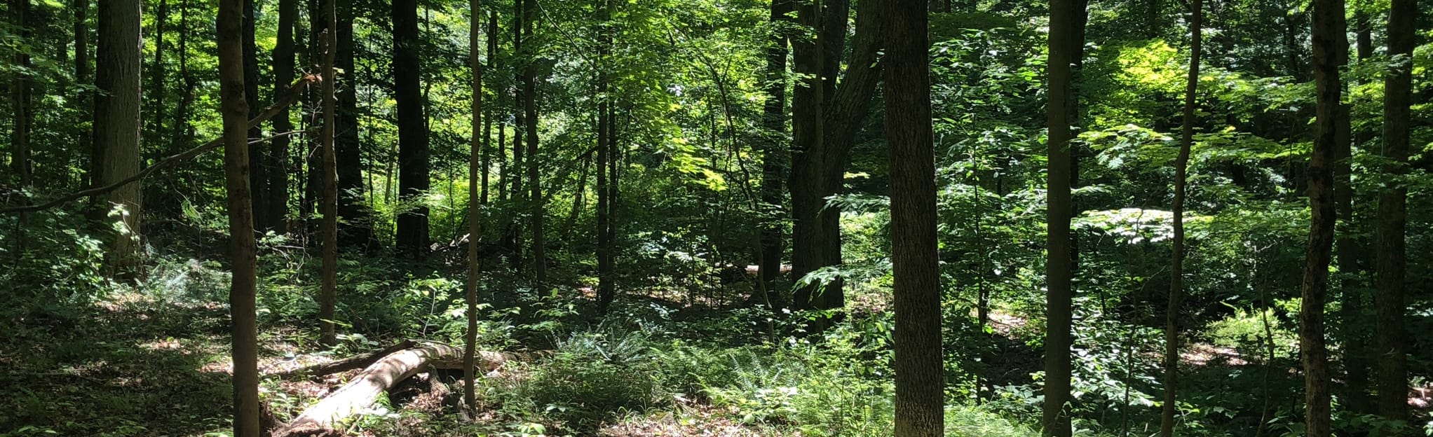 Blue to Green/Blue Loop: 484 Reviews, Map - Connecticut | AllTrails