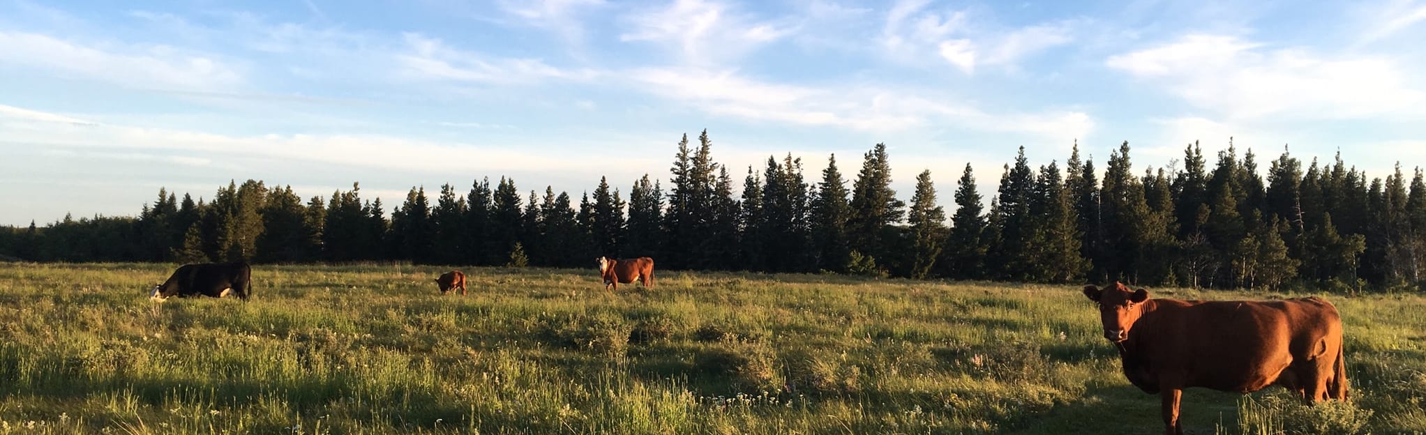 Native Prairie Trail | Map, Guide - Saskatchewan, Canada | AllTrails