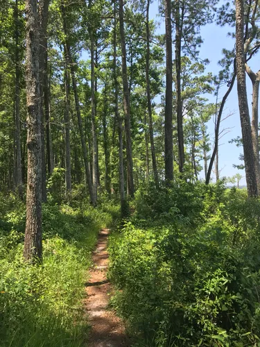 10 Best Hikes and Trails in Croatan National Forest | AllTrails