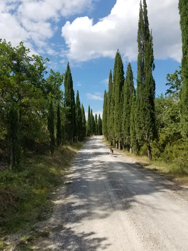 2023 Best Hard Trails in Gaiole In Chianti | AllTrails