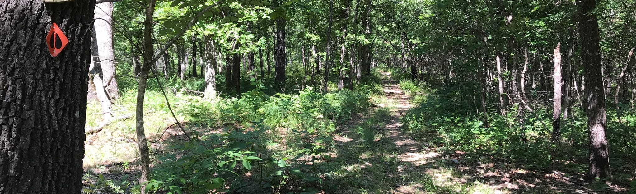 Kaintuck Trail: Deer Track Section, Missouri - 24 Reviews, Map | AllTrails