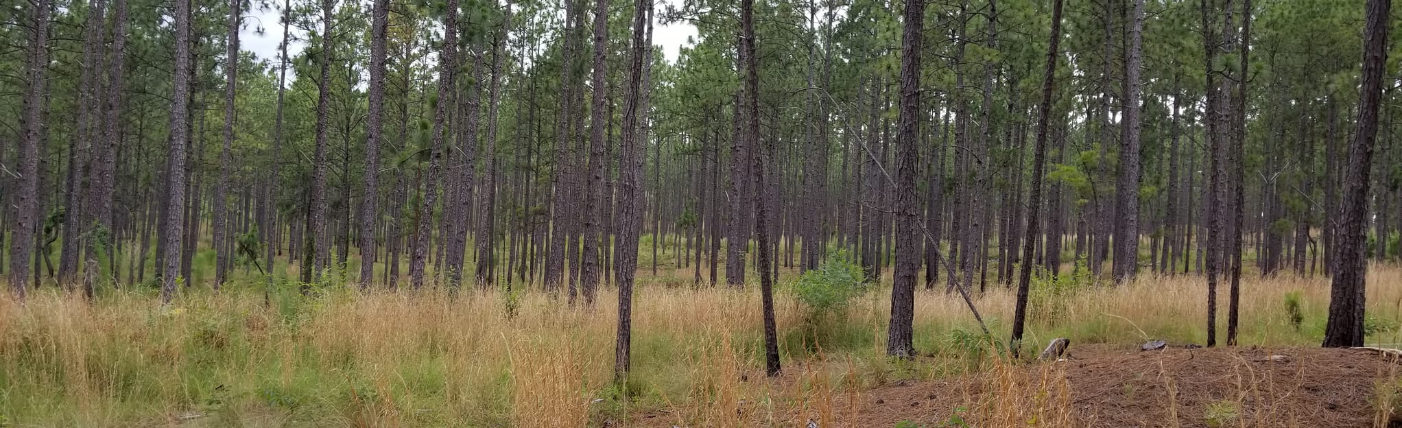 Cheraw State Park: 69 Reviews, Map - South Carolina | AllTrails