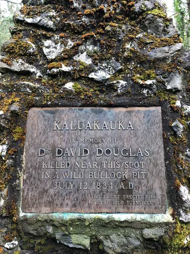 Best Hikes and Trails in Hilo Forest Reserve | AllTrails