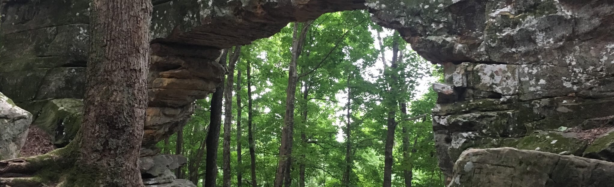 Sewanee Natural Bridge: 365 fotos - Tennessee | AllTrails