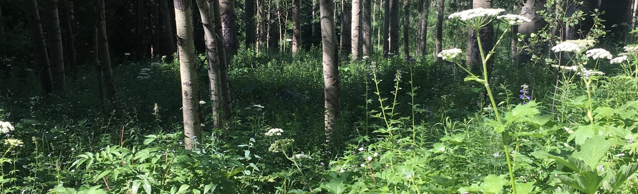 Fulford Cave Trail: 29 Reviews, Map - Colorado | AllTrails