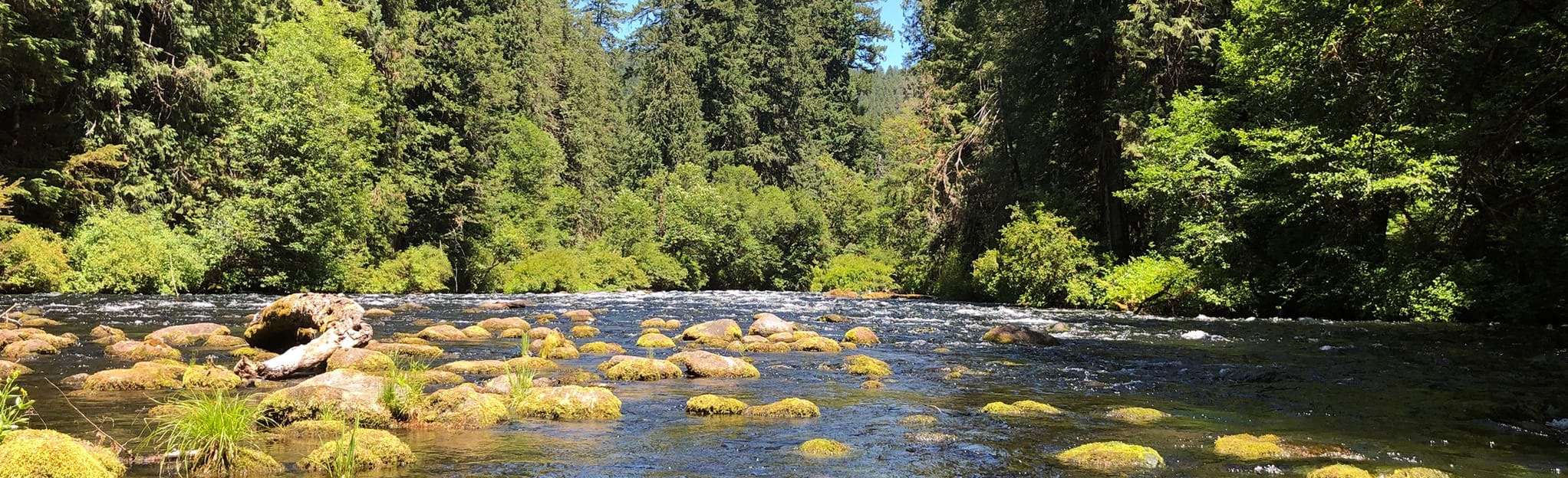 McKenzie River National Recreational Trail [CLOSED], Oregon - 221 ...