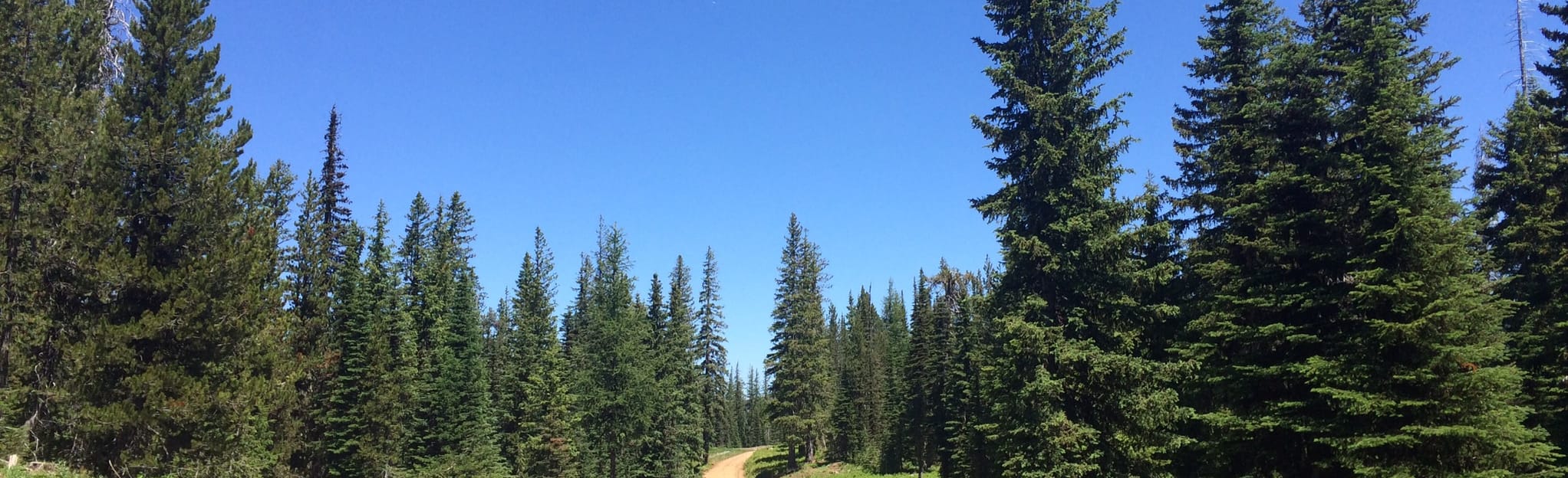 Kendall Skyline Road, Oregon - 4 Reviews, Map | AllTrails