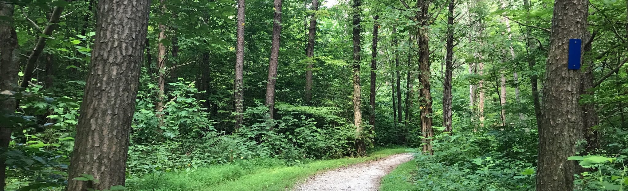 Big Hollow North and South Loops Trail, Kentucky - 321 Reviews, Map ...