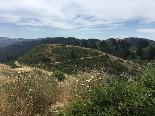 10 Best Hikes and Trails in Windy Hill Open Space | AllTrails