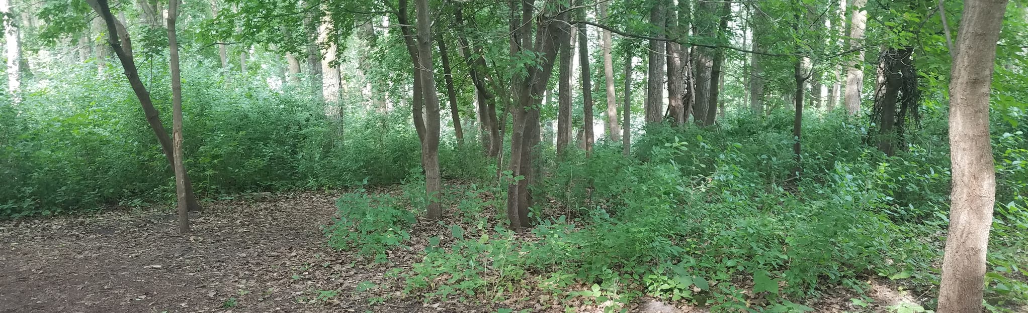 Springbrook Nature Trail: 219 Reviews, Map - Minnesota | AllTrails