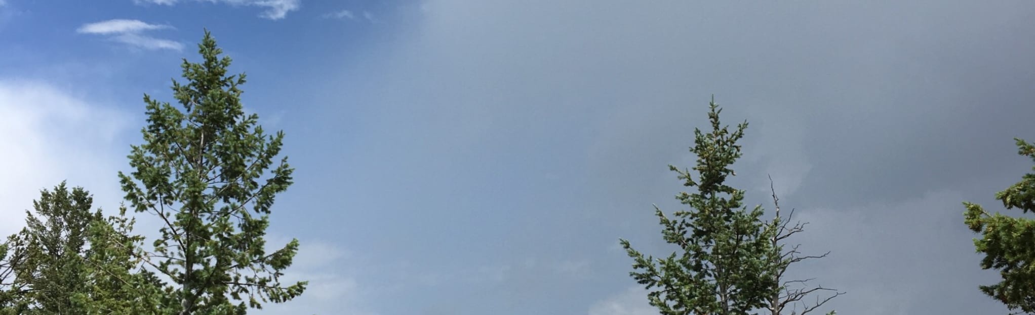 Moose Meadows and Limber Pine, Colorado - 260 Reviews, Map | AllTrails